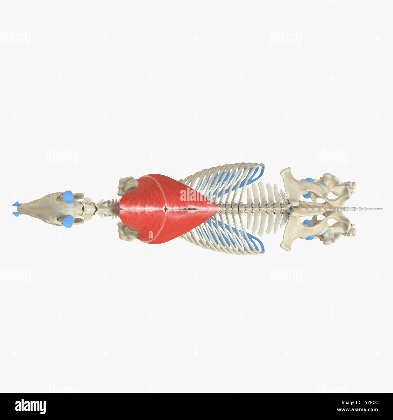 3d rendered medically accurate illustration of the equine muscle ...