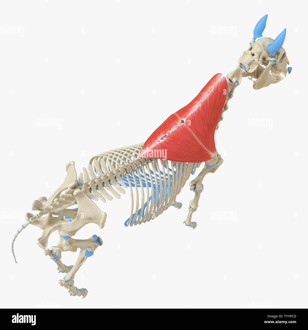 3d rendered medically accurate illustration of the equine muscle ...