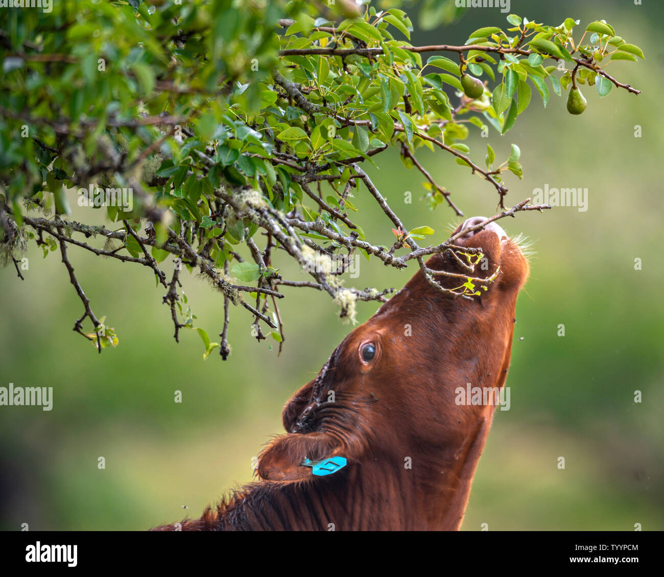 Robin pear hi-res stock photography and images - Alamy