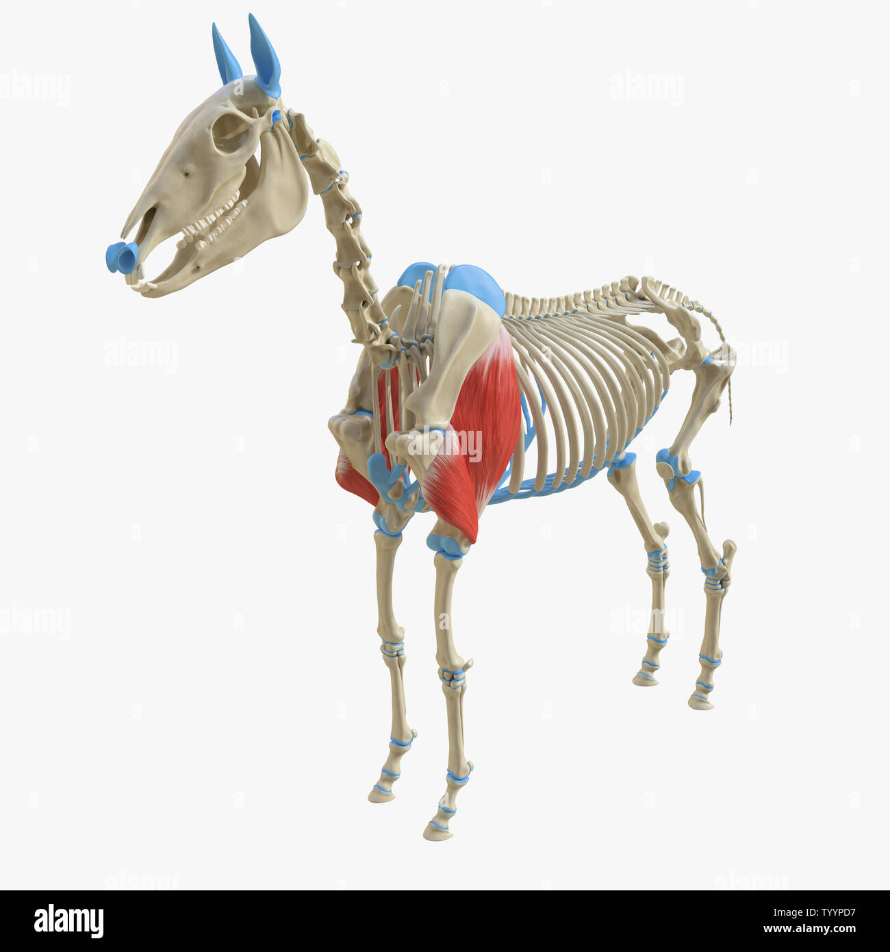 3d rendered medically accurate illustration of the equine muscle ...