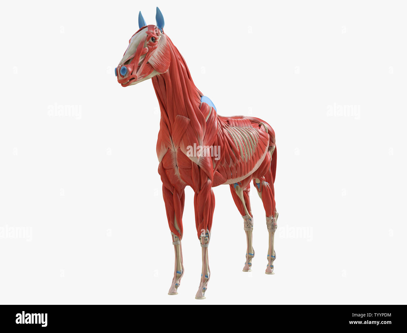 3d rendered medically accurate illustration of the equine muscle ...