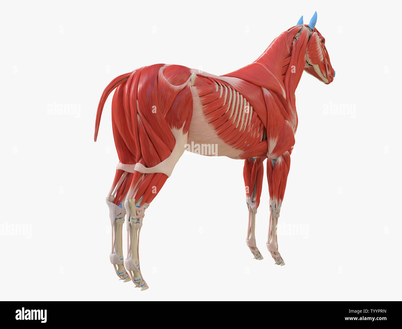3d rendered medically accurate illustration of the equine muscle ...