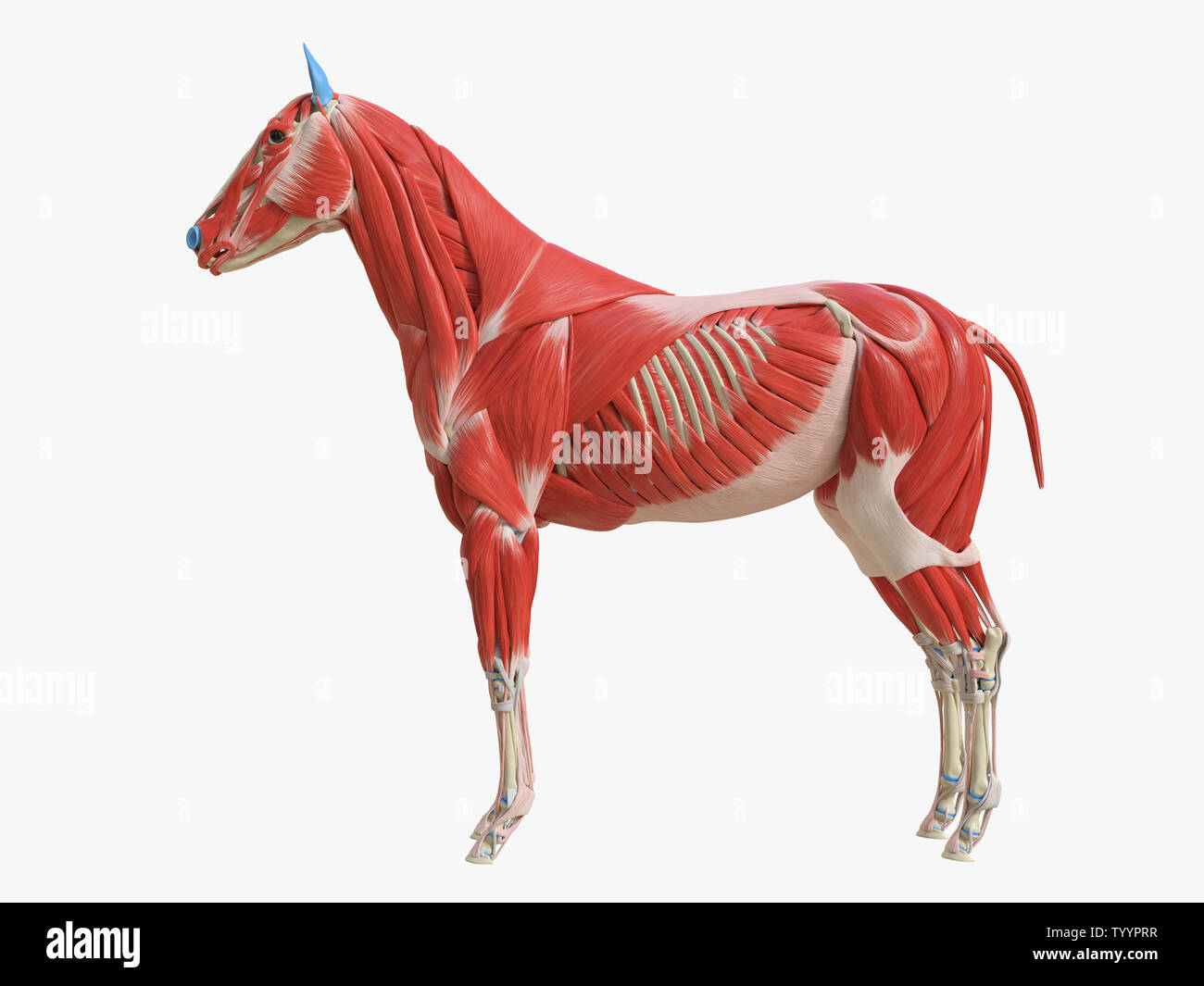 3d rendered medically accurate illustration of the equine muscle ...