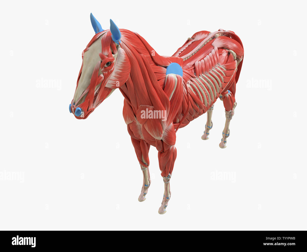 3d rendered medically accurate illustration of the equine muscle ...
