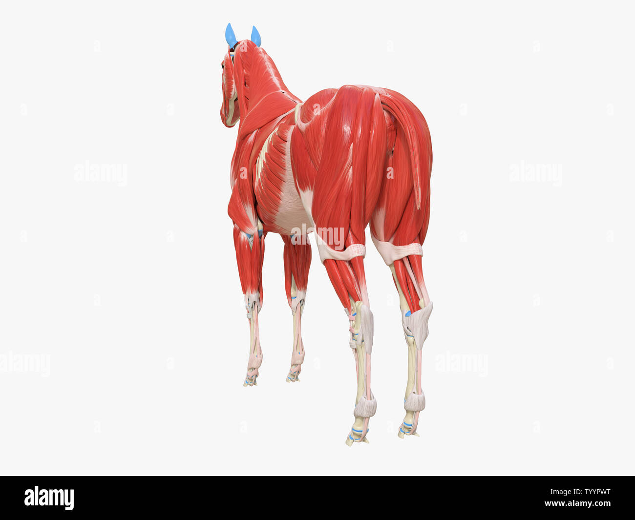 3d rendered medically accurate illustration of the equine muscle ...