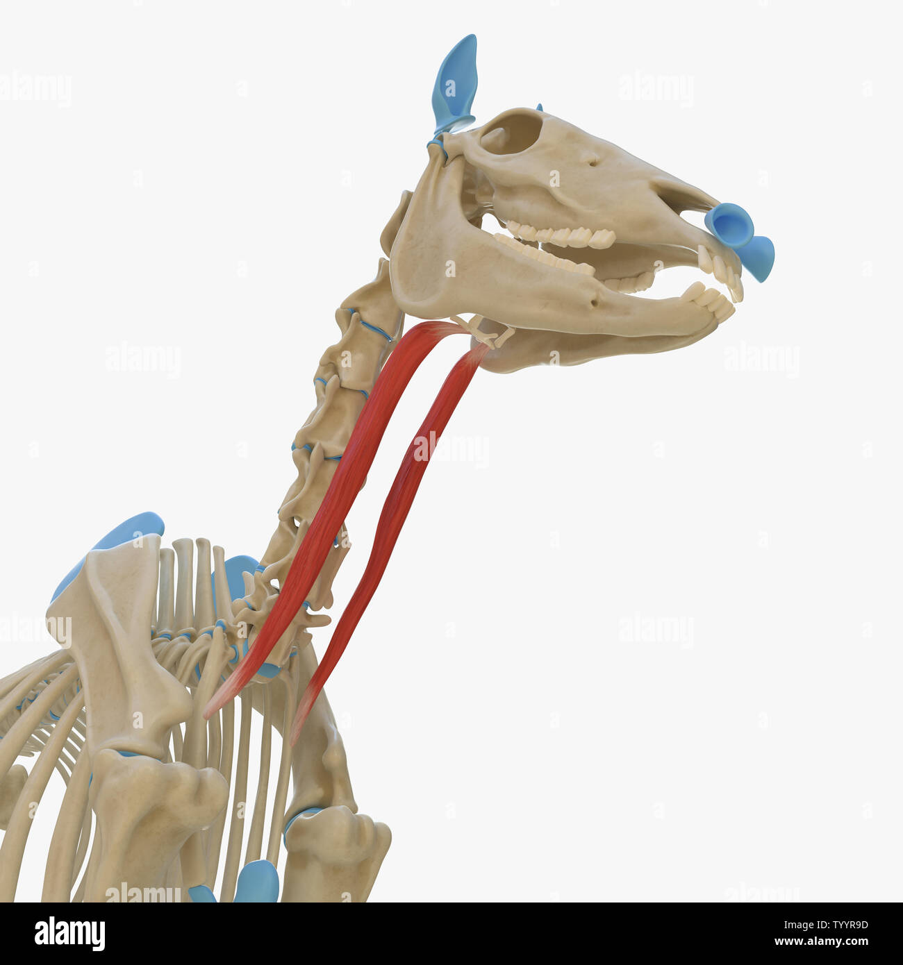 3d rendered medically accurate illustration of the equine muscle ...