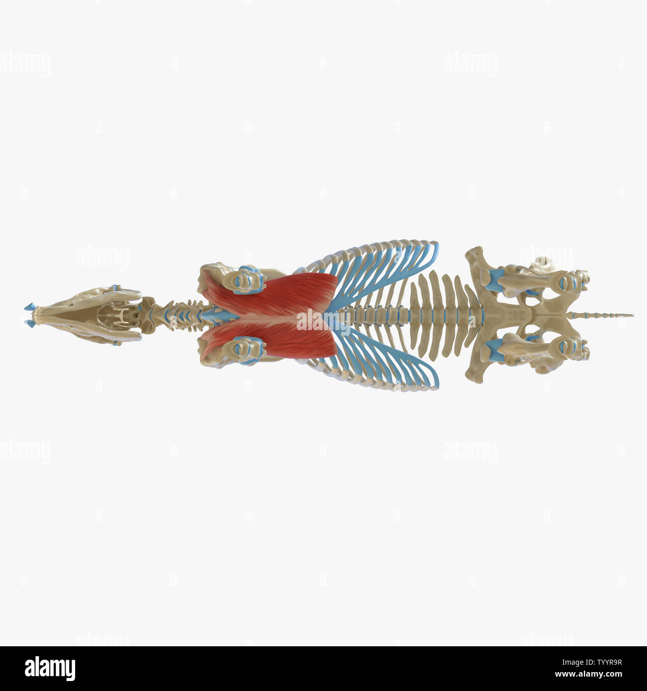 3d rendered medically accurate illustration of the equine muscle ...