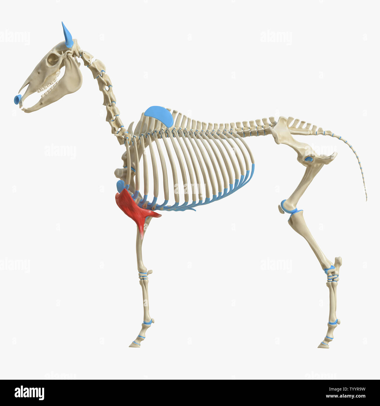 3d rendered medically accurate illustration of the equine muscle ...