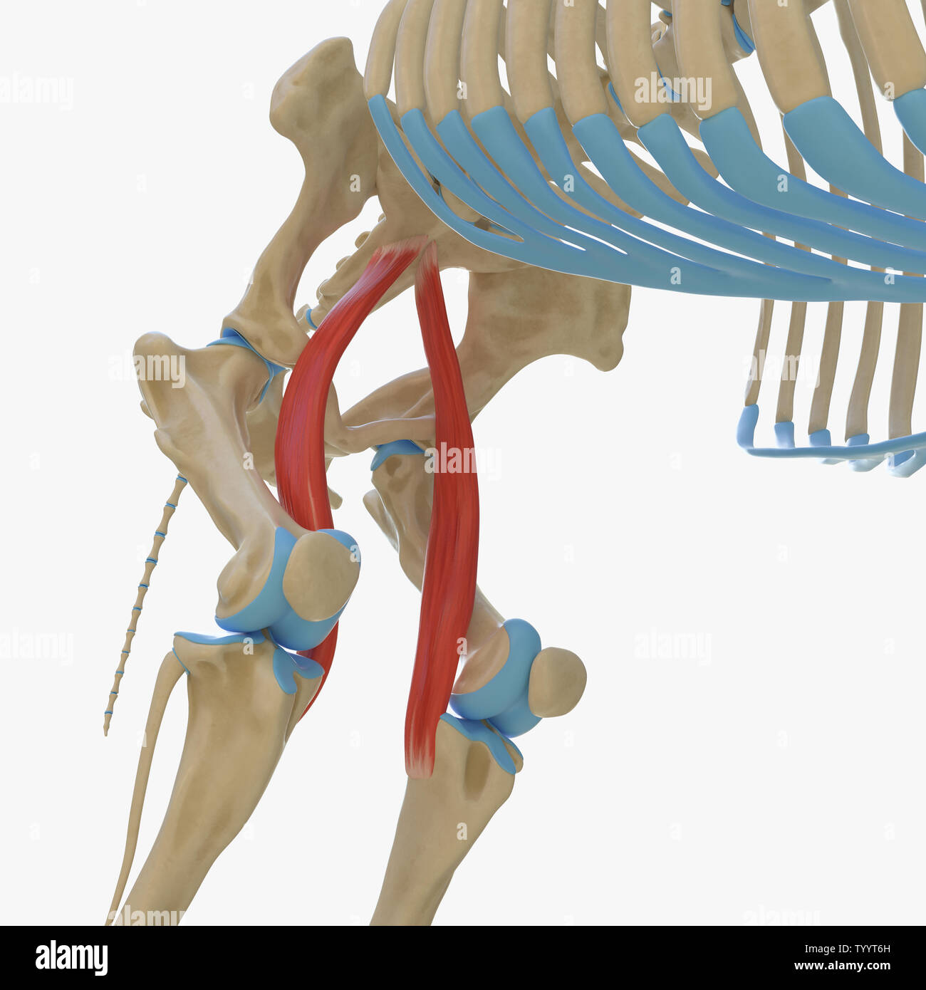 Sartorius muscle anatomy medical hi-res stock photography and images ...