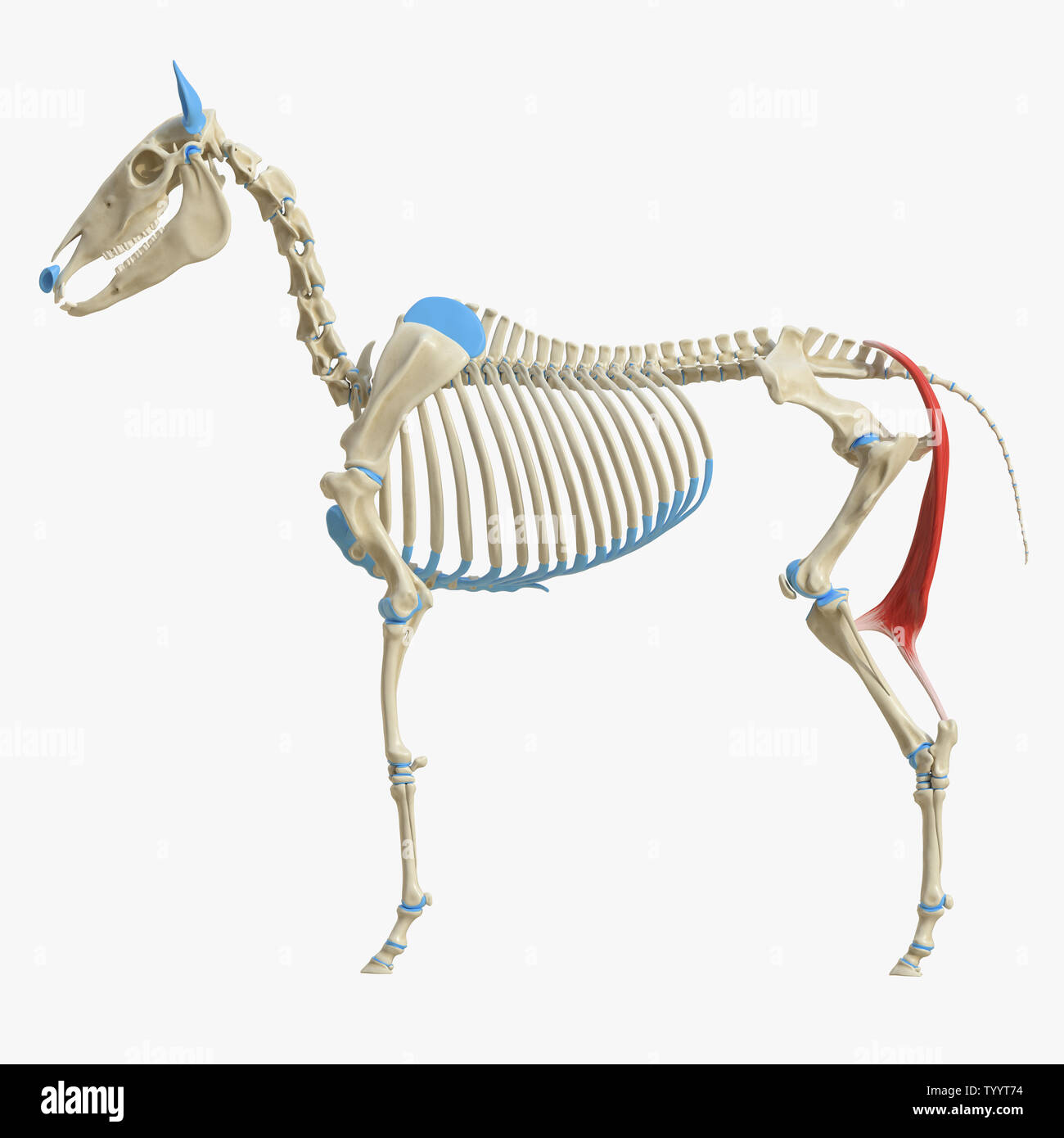 3d rendered medically accurate illustration of the equine muscle ...