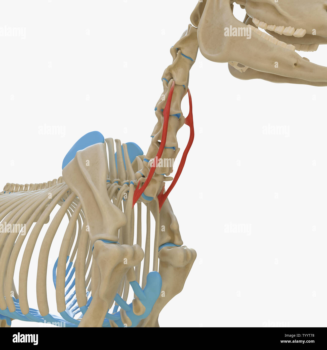 3d rendered medically accurate illustration of the equine muscle ...