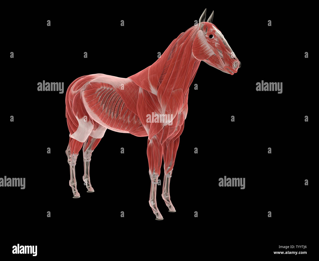 3d rendered medically accurate illustration of the horse muscle system ...