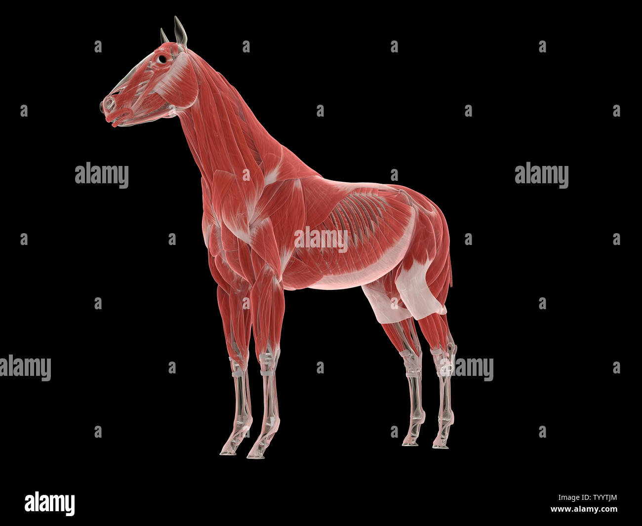 3d rendered medically accurate illustration of the horse muscle system ...