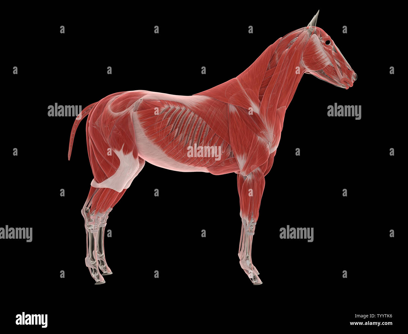 Muscular system diagram hi-res stock photography and images - Alamy