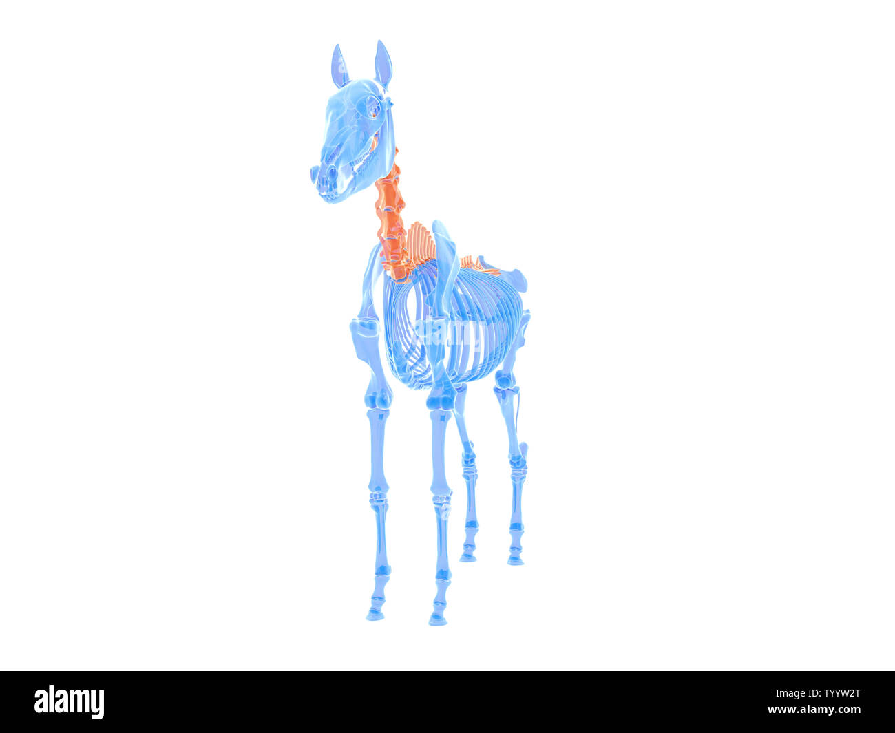 3d rendered medically accurate illustration of a horse spine Stock ...