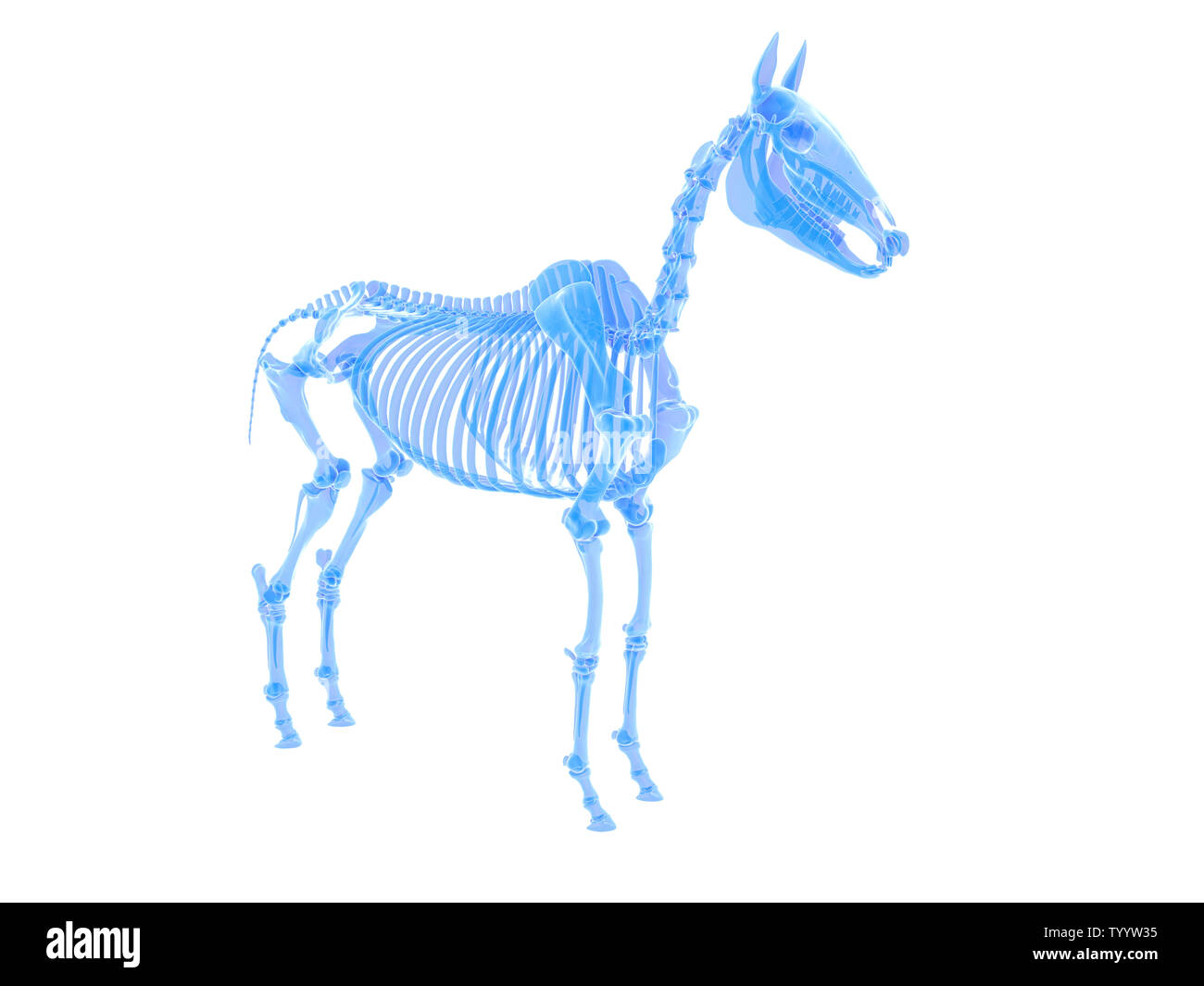 Scapula animal hi-res stock photography and images - Alamy