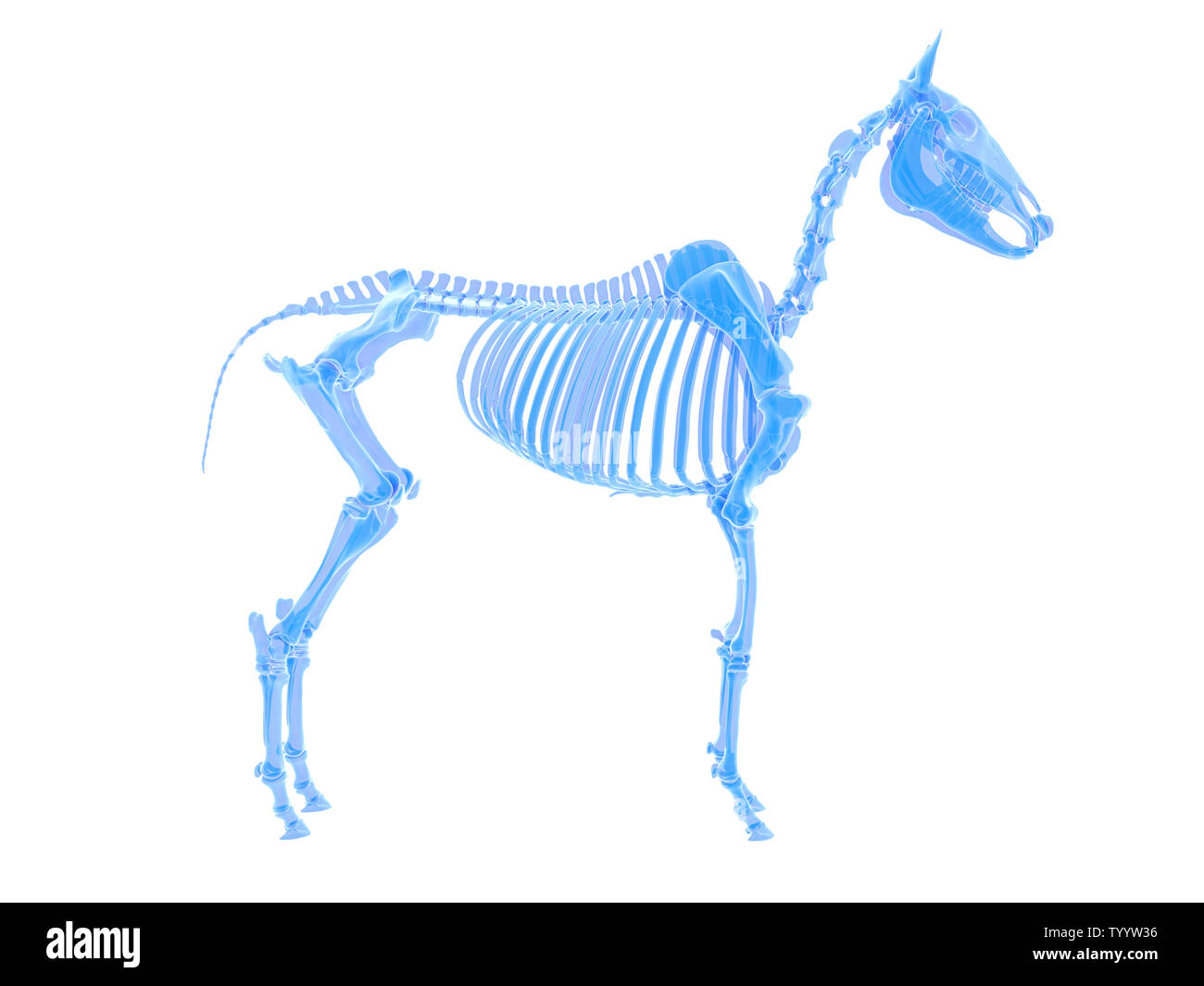 3d rendered medically accurate illustration of a horse skeleton Stock ...