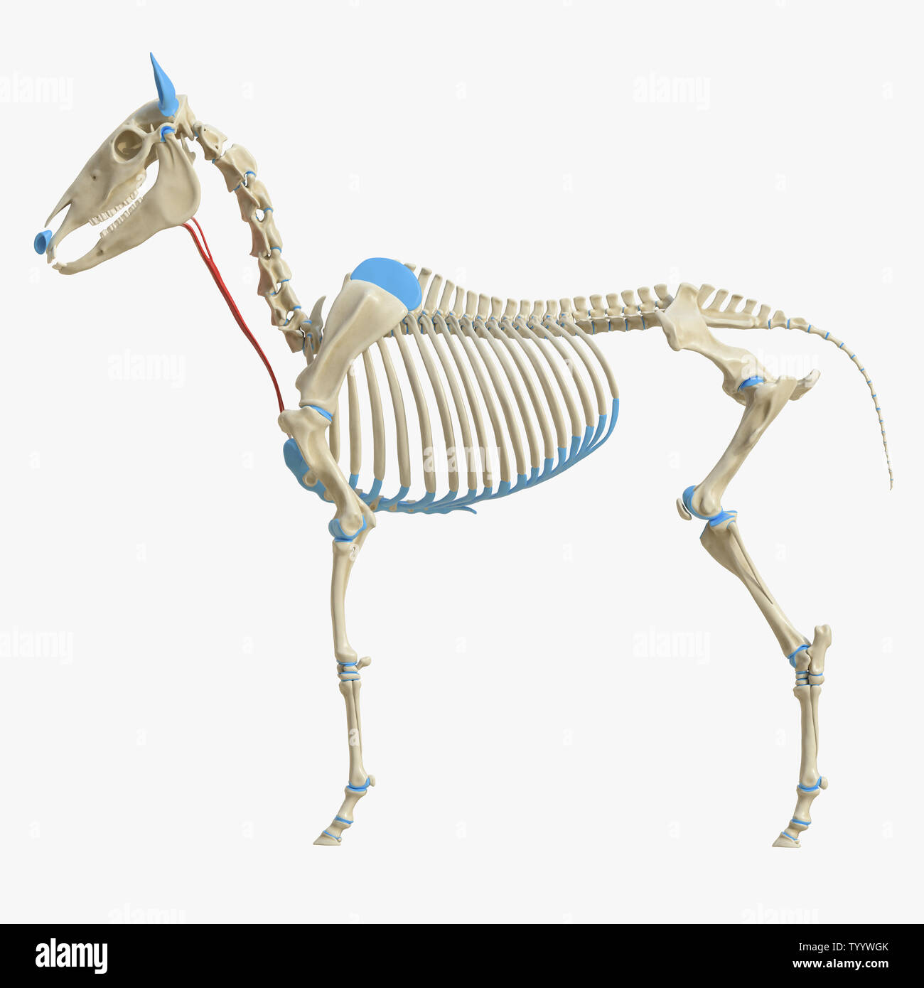 3d rendered medically accurate illustration of the equine muscle ...