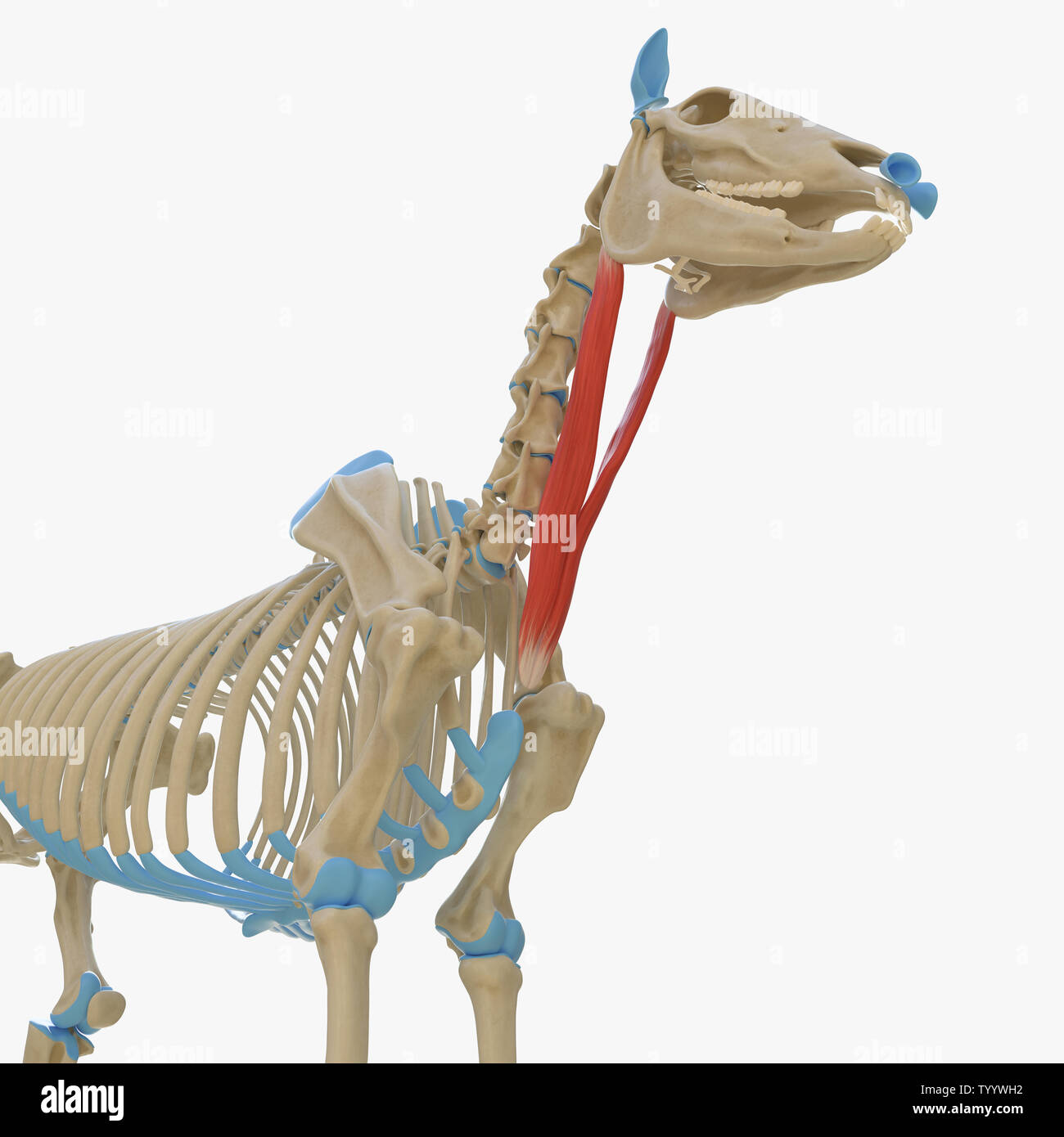 3d rendered medically accurate illustration of the equine muscle ...