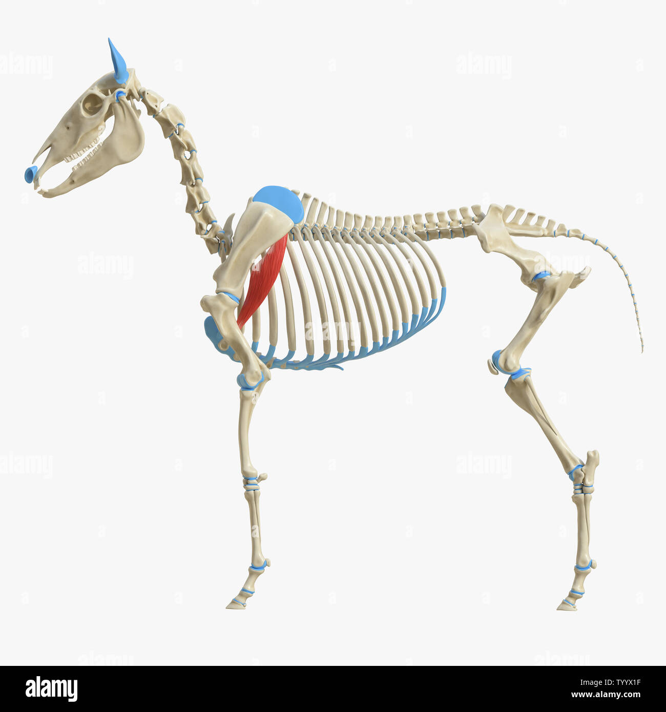 3d rendered medically accurate illustration of the equine muscle ...
