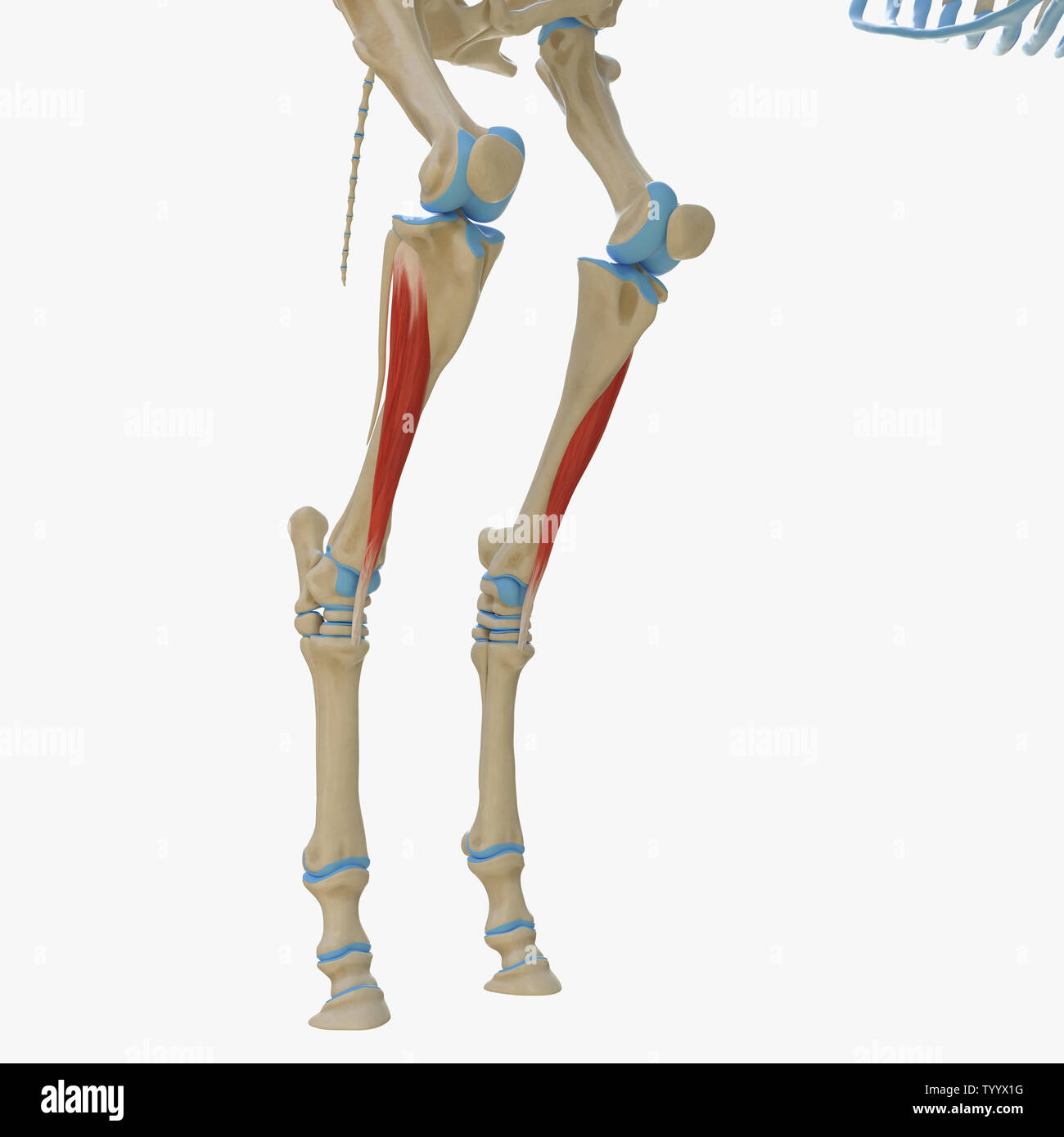 Tibialis cranialis hi-res stock photography and images - Alamy