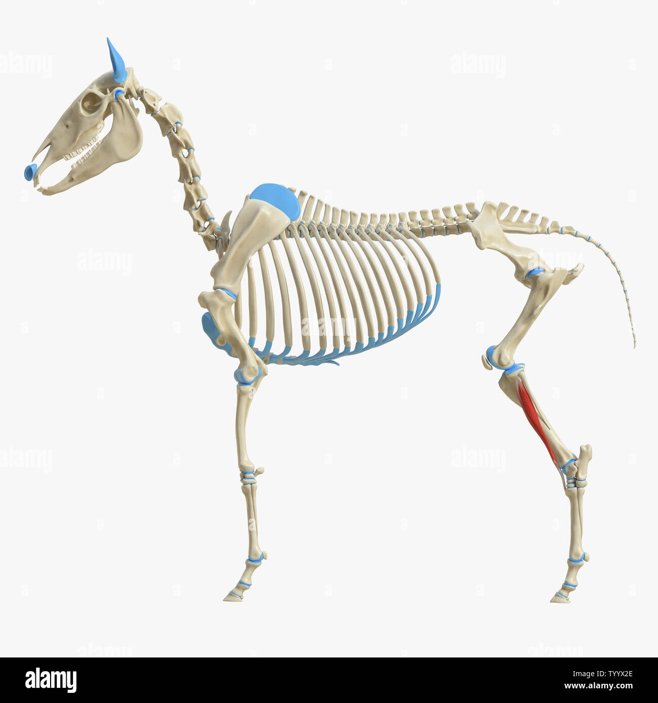 3d rendered medically accurate illustration of the equine muscle ...