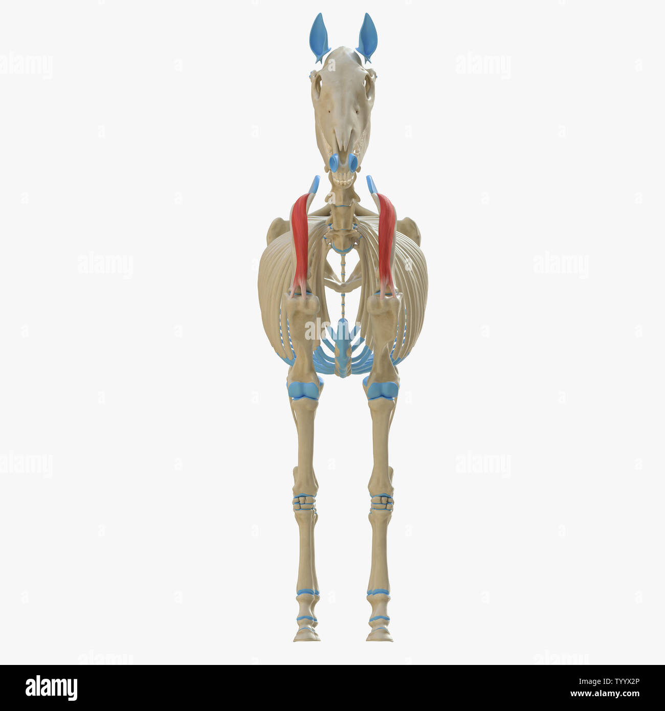 3d rendered medically accurate illustration of the equine muscle ...