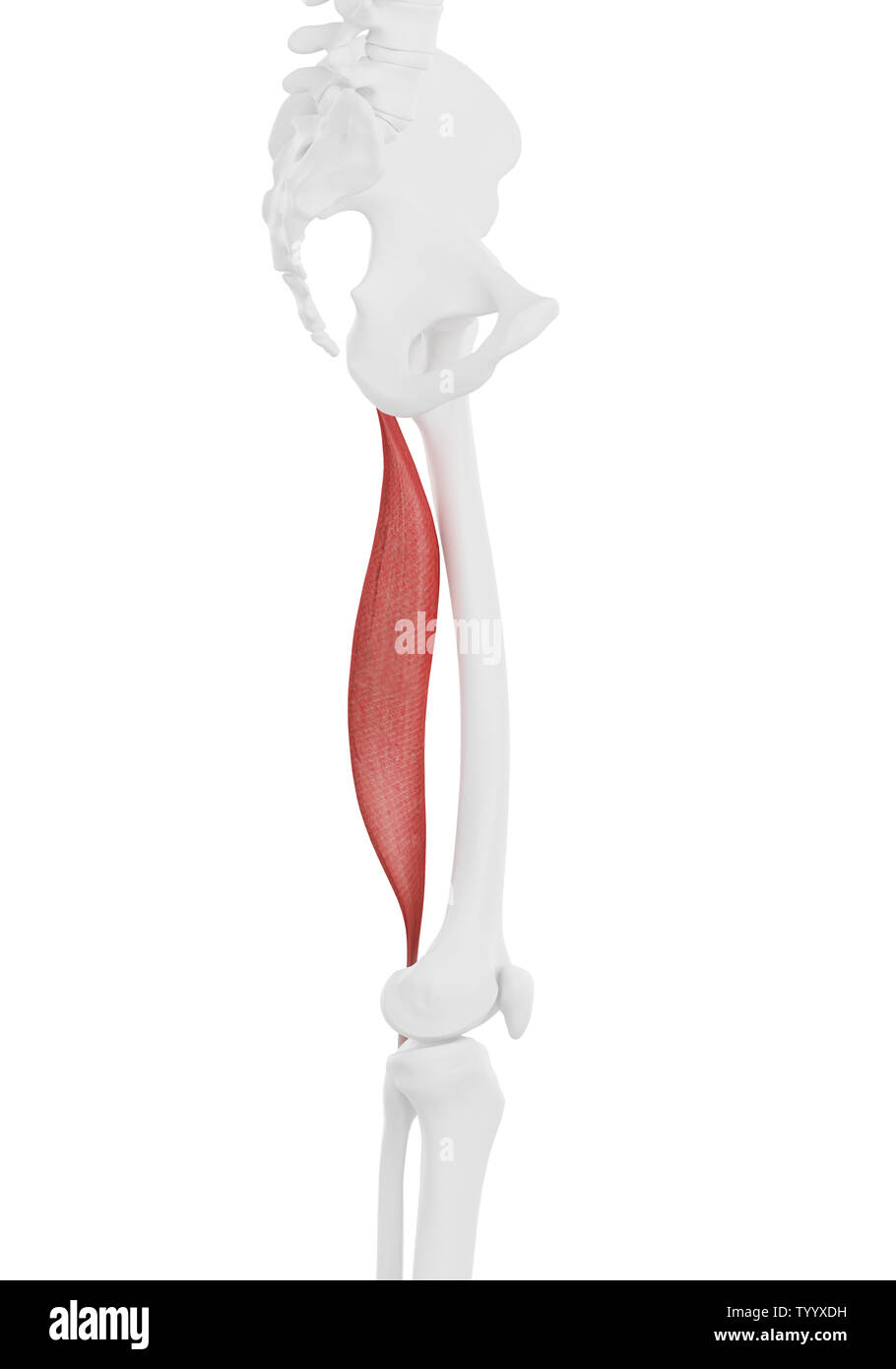 Muscle biceps femoris longus hi-res stock photography and images - Alamy