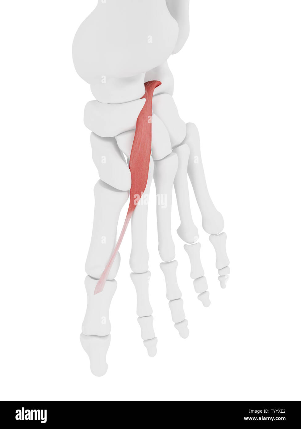 3d rendered medically accurate illustration of the Extensor Hallucis ...