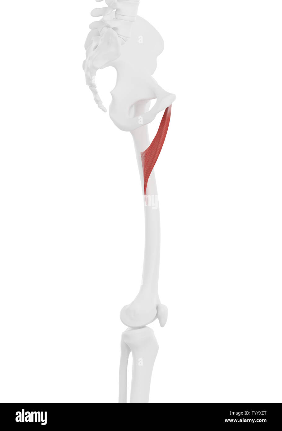 Adductor brevis muscle hi-res stock photography and images - Alamy