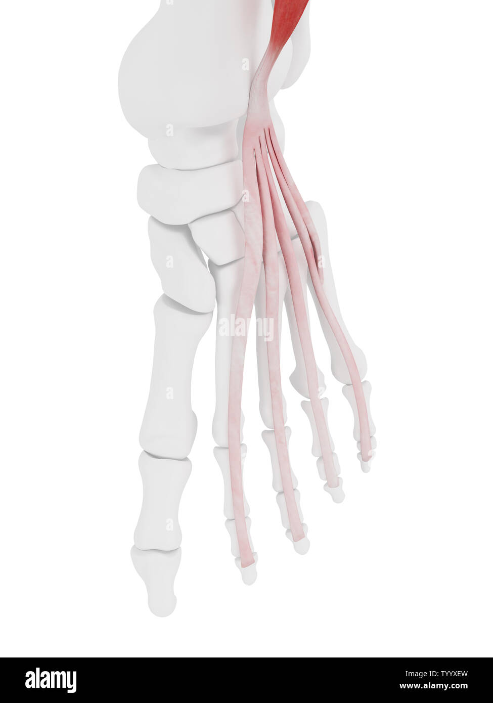3d rendered medically accurate illustration of the Extensor Digitorum ...