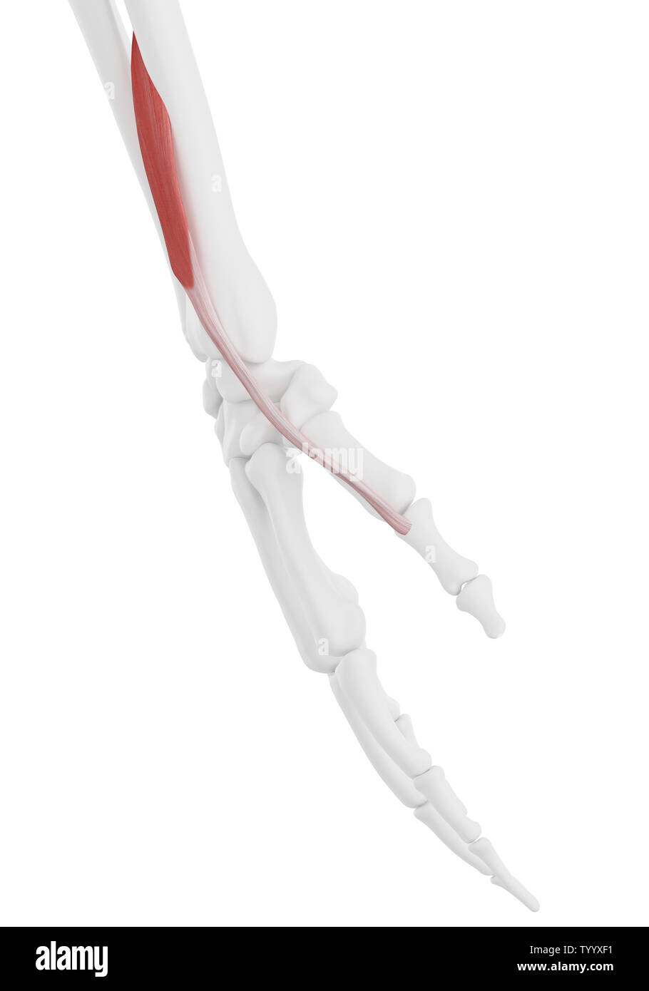 3d rendered medically accurate illustration of the Extensor Pollicis ...