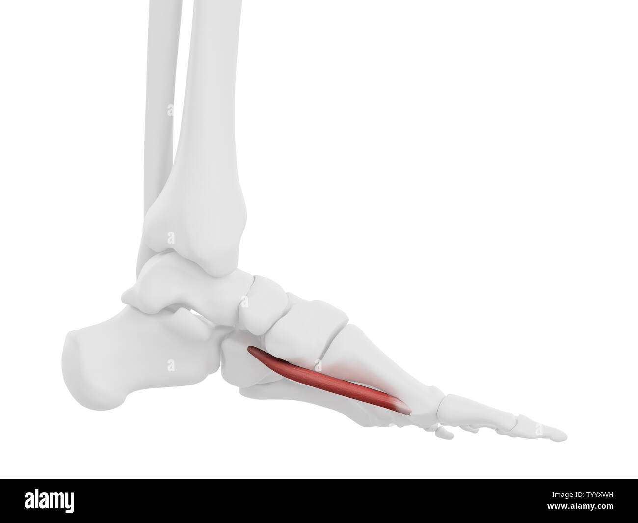 Flexor hallucis brevis hi-res stock photography and images - Alamy