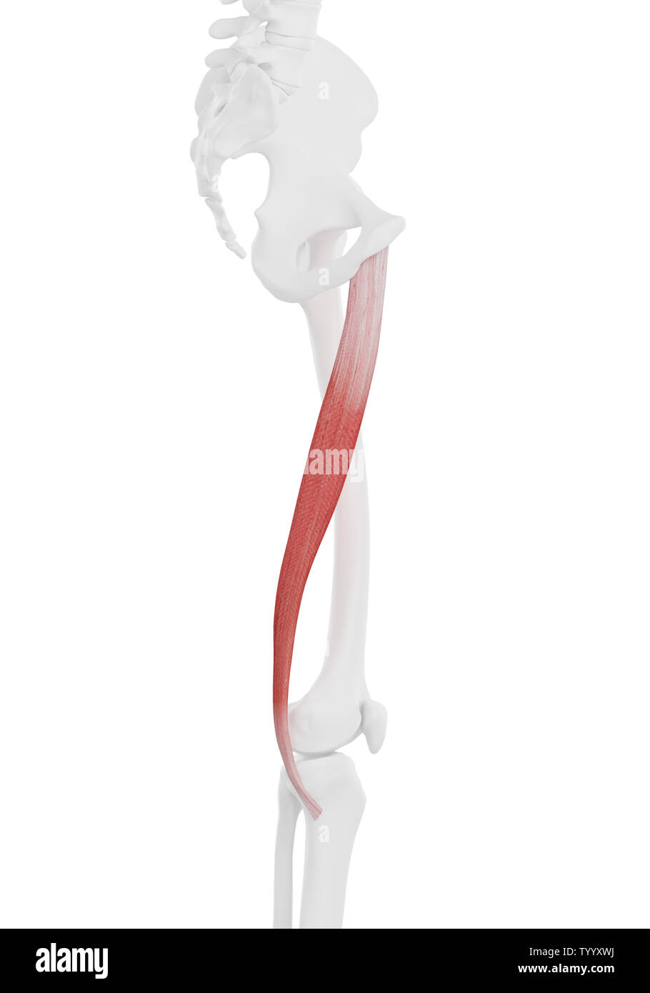 3d rendered medically accurate illustration of the Gracilis Stock Photo ...