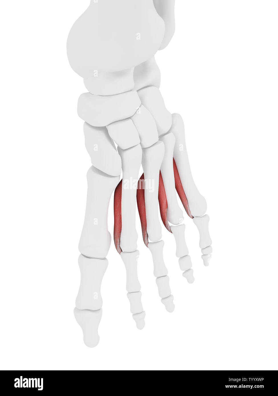 3d rendered medically accurate illustration of the Interosseous Plantar ...