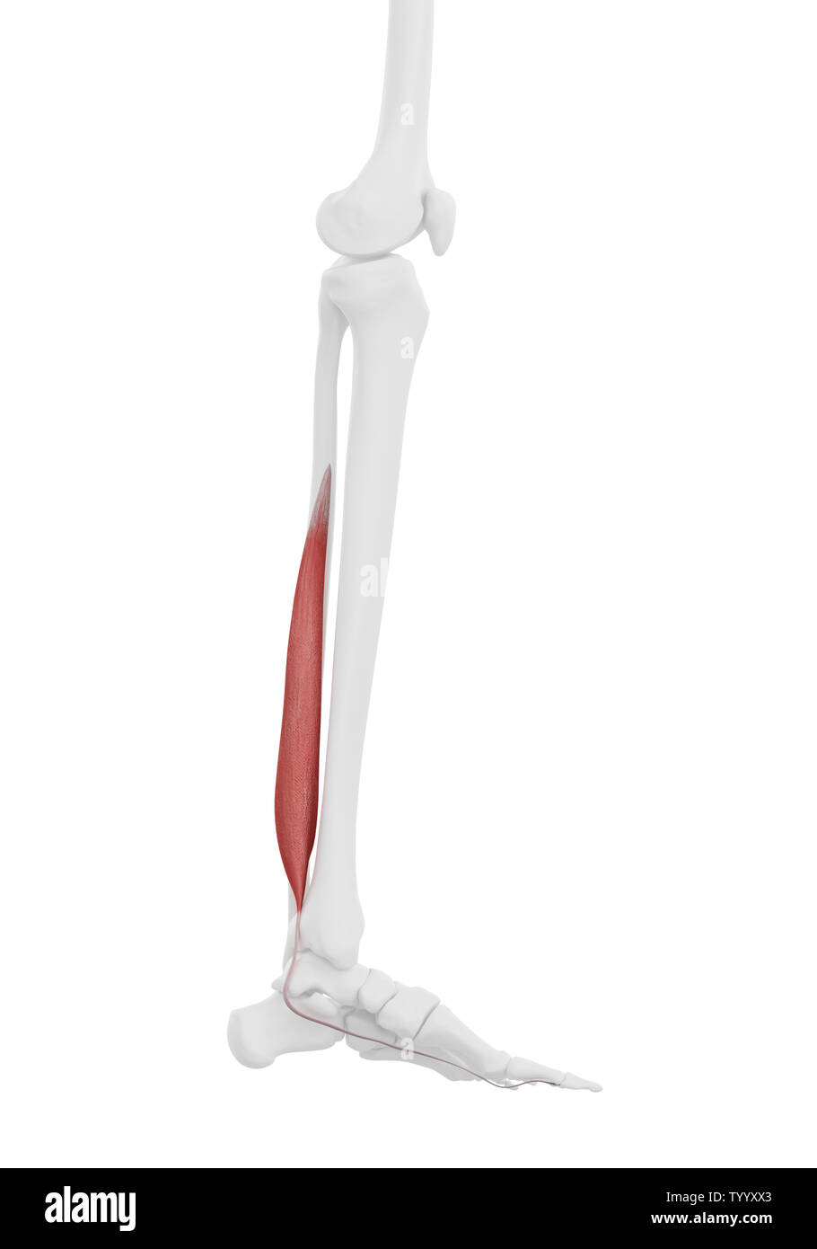 3d rendered medically accurate illustration of the Flexor Hallucis ...