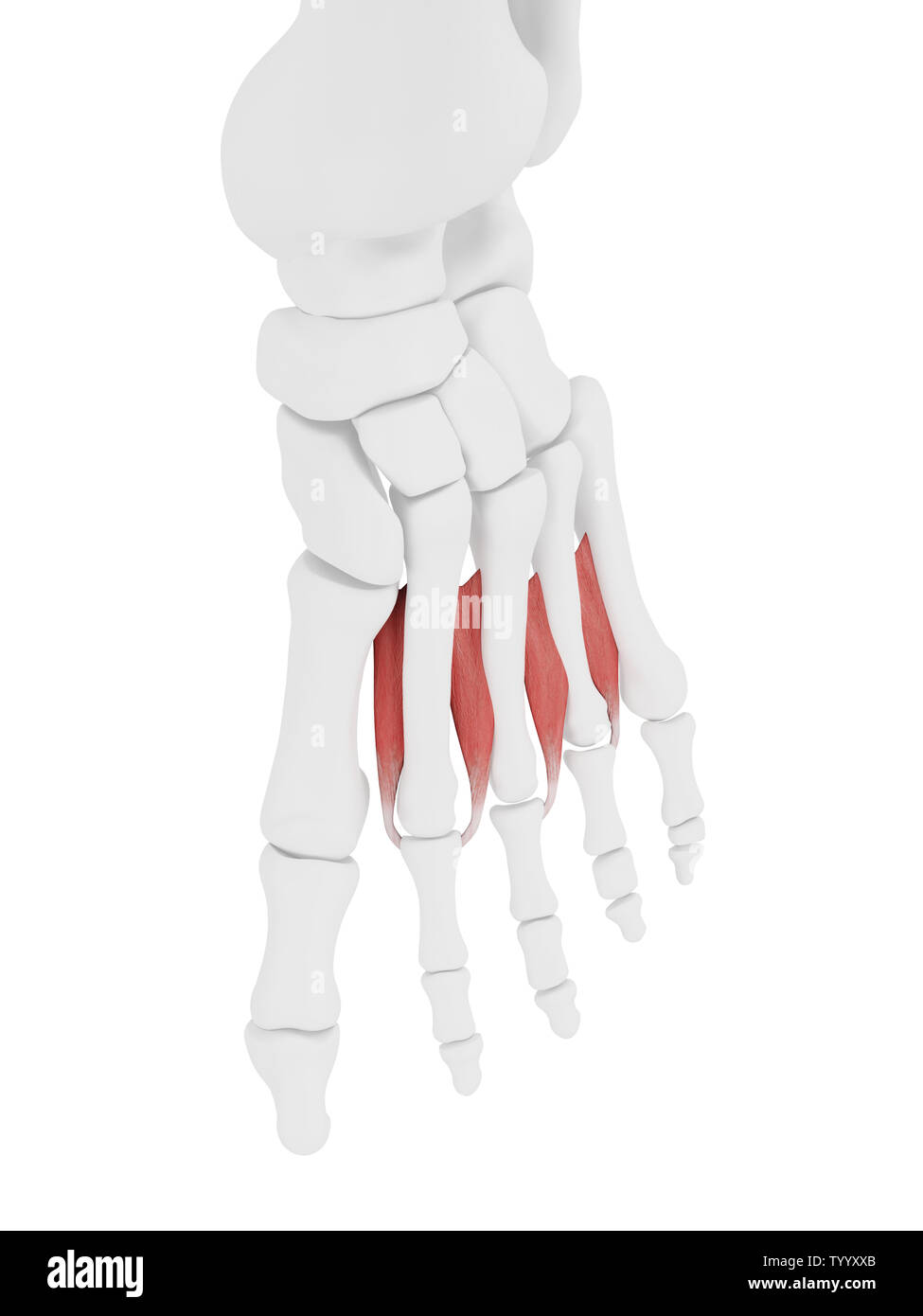 Interosseous hi-res stock photography and images - Alamy