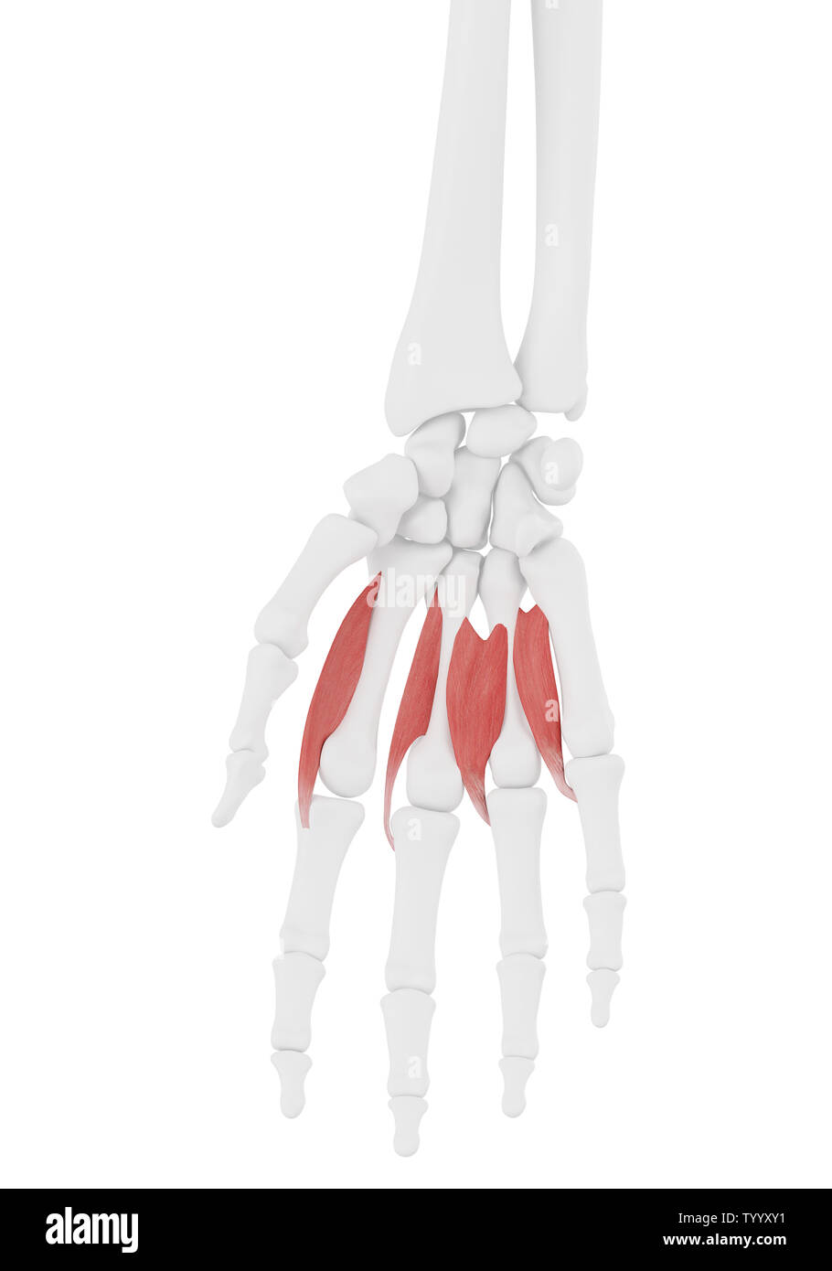 3d rendered medically accurate illustration of the Lumbrical muscles ...