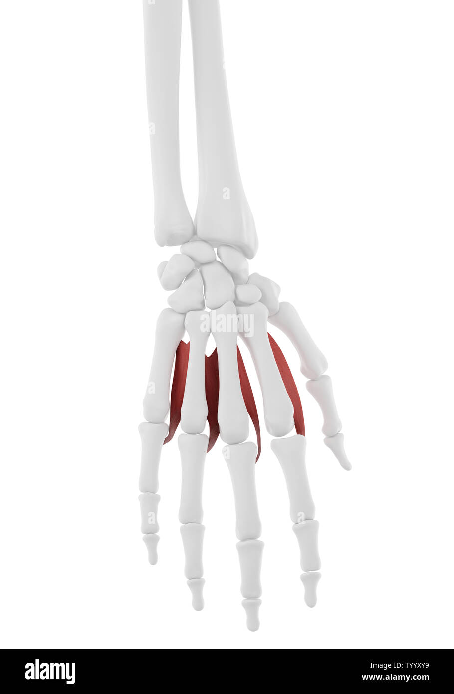 3d rendered medically accurate illustration of the Lumbrical muscles ...