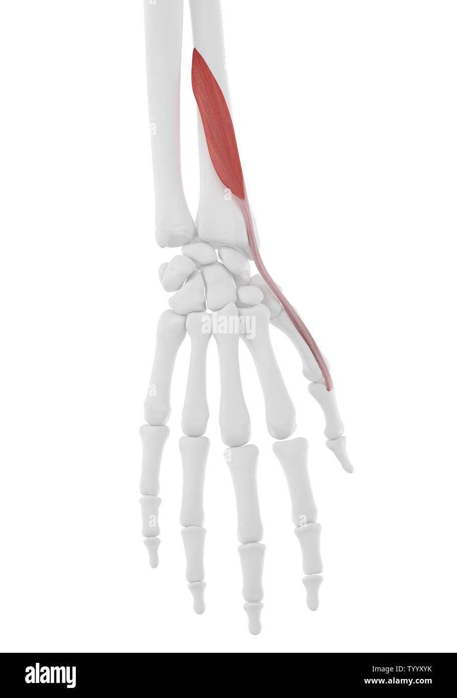 Extensor pollicis brevis hi-res stock photography and images - Alamy