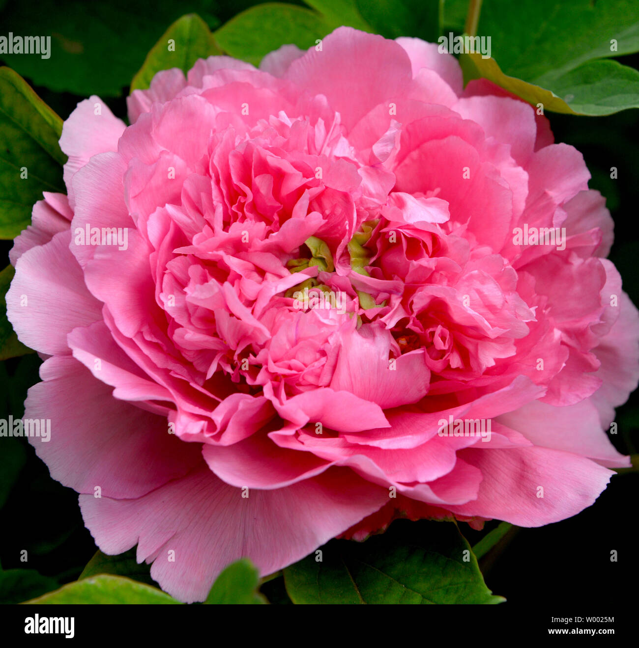 Luoyang peony map Stock Photo - Alamy