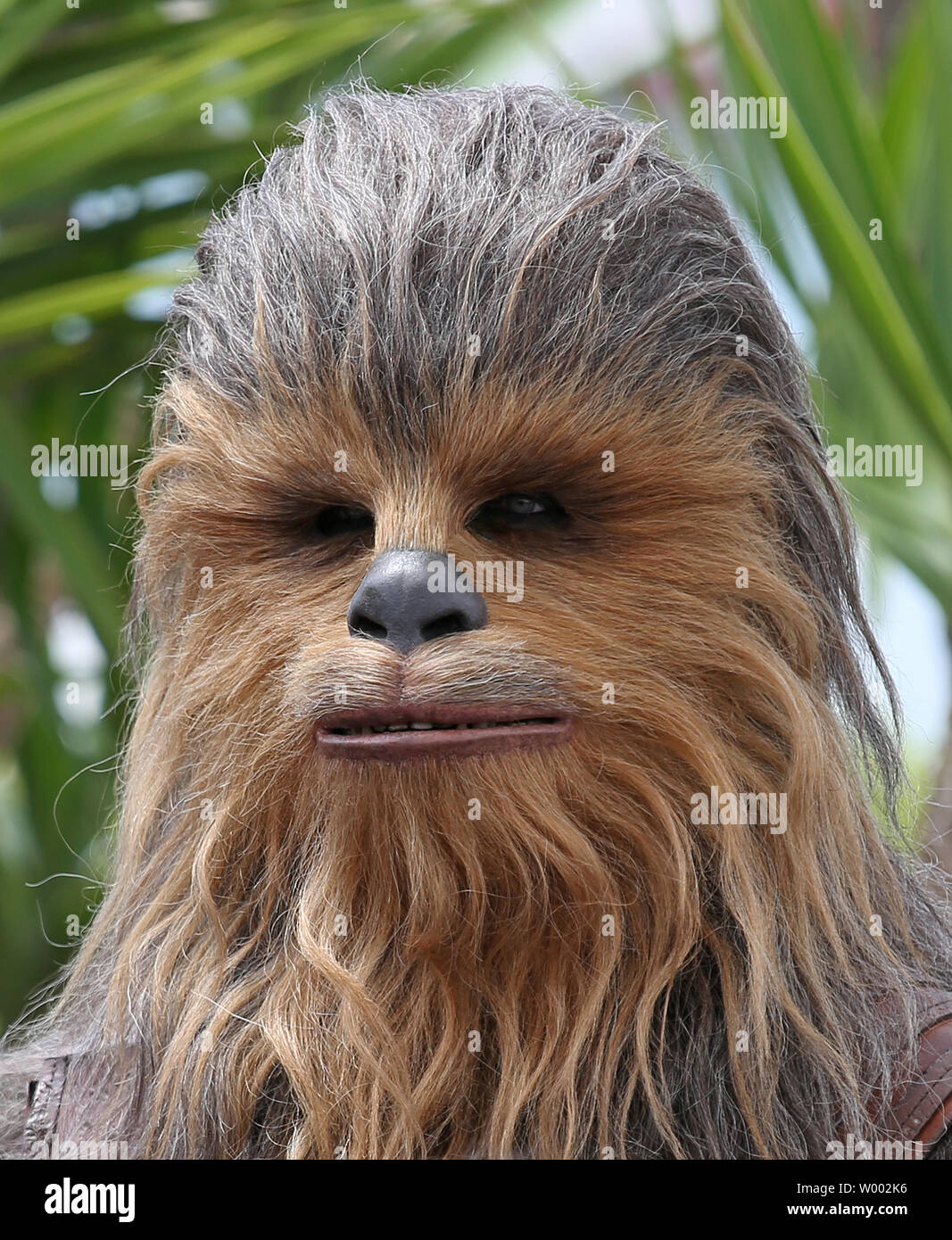 Chewbacca arrives at a photocall for the film "Solo: A Star Wars Story ...