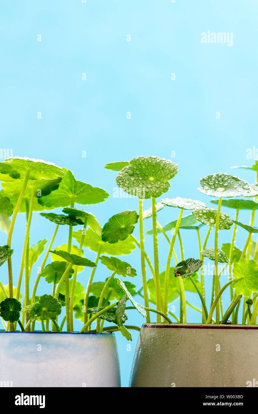 Exquisite copper money grass potted plants Stock Photo - Alamy