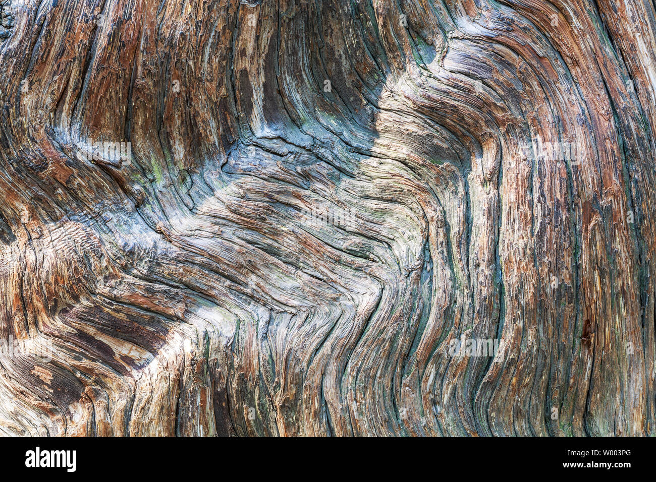 Ancient cypress bark texture Stock Photo - Alamy