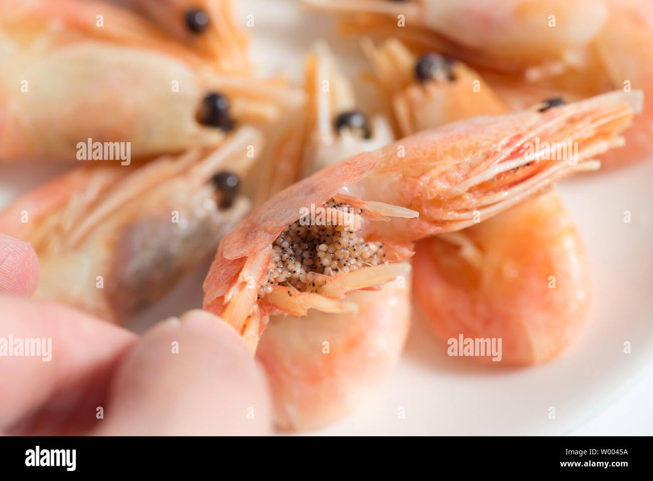 Seafood Arctic shrimp Stock Photo - Alamy