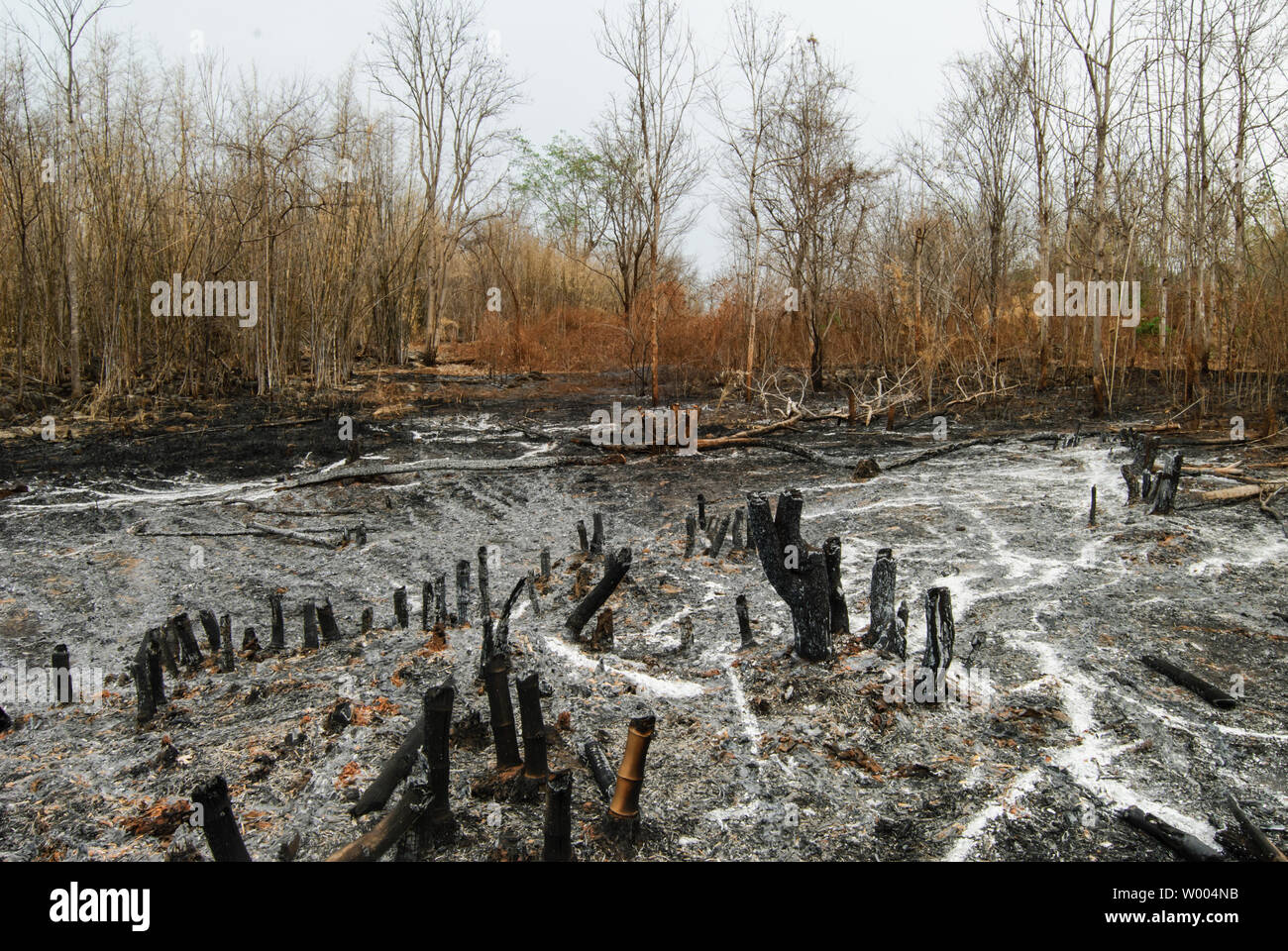 Bark remnants hi-res stock photography and images - Alamy