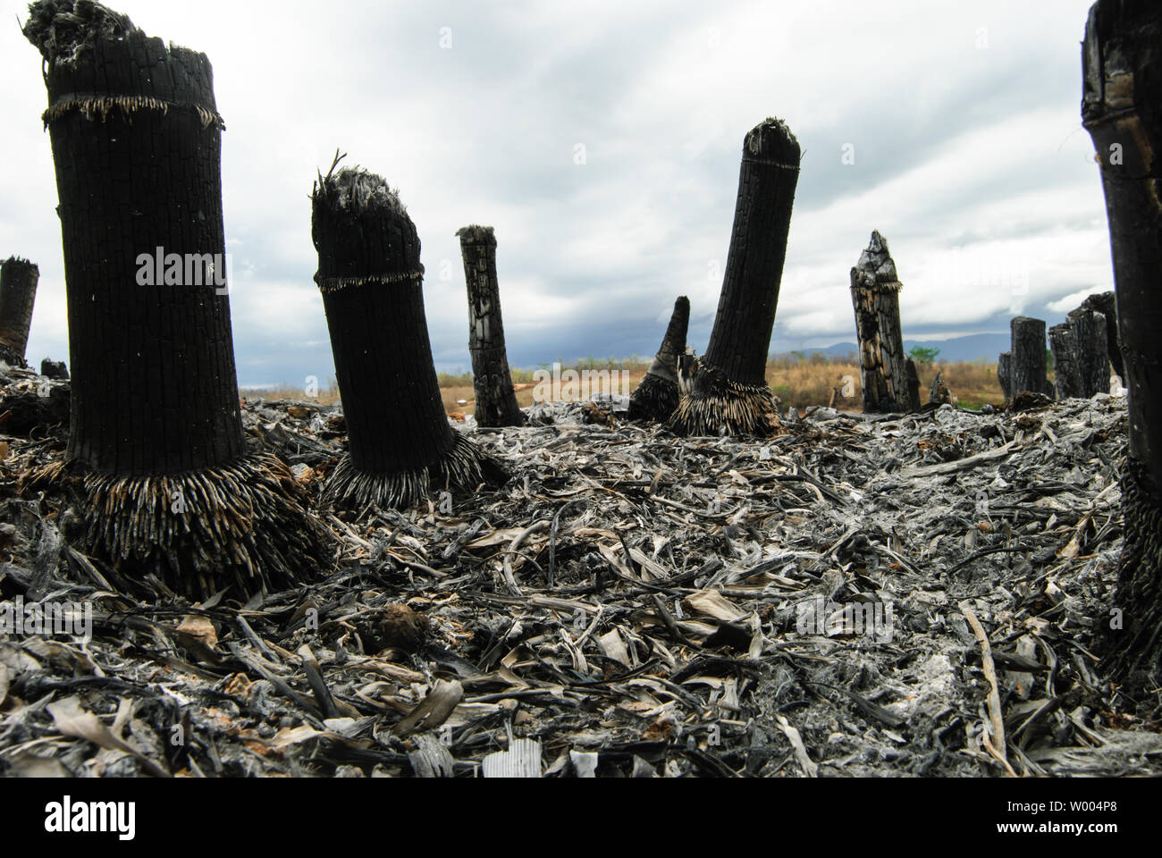Remnants of forest hi-res stock photography and images - Alamy
