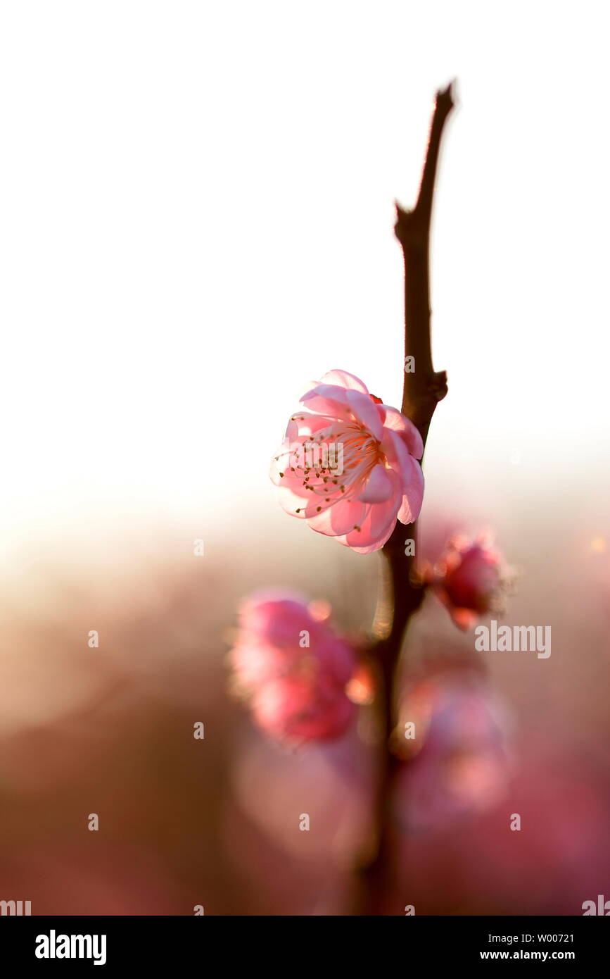 Pink spring plum blossom Stock Photo - Alamy
