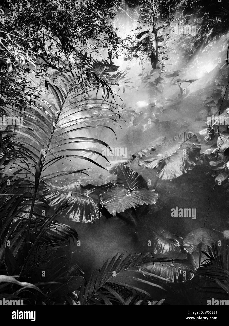 Garden plant tree Black and White Stock Photos & Images - Alamy