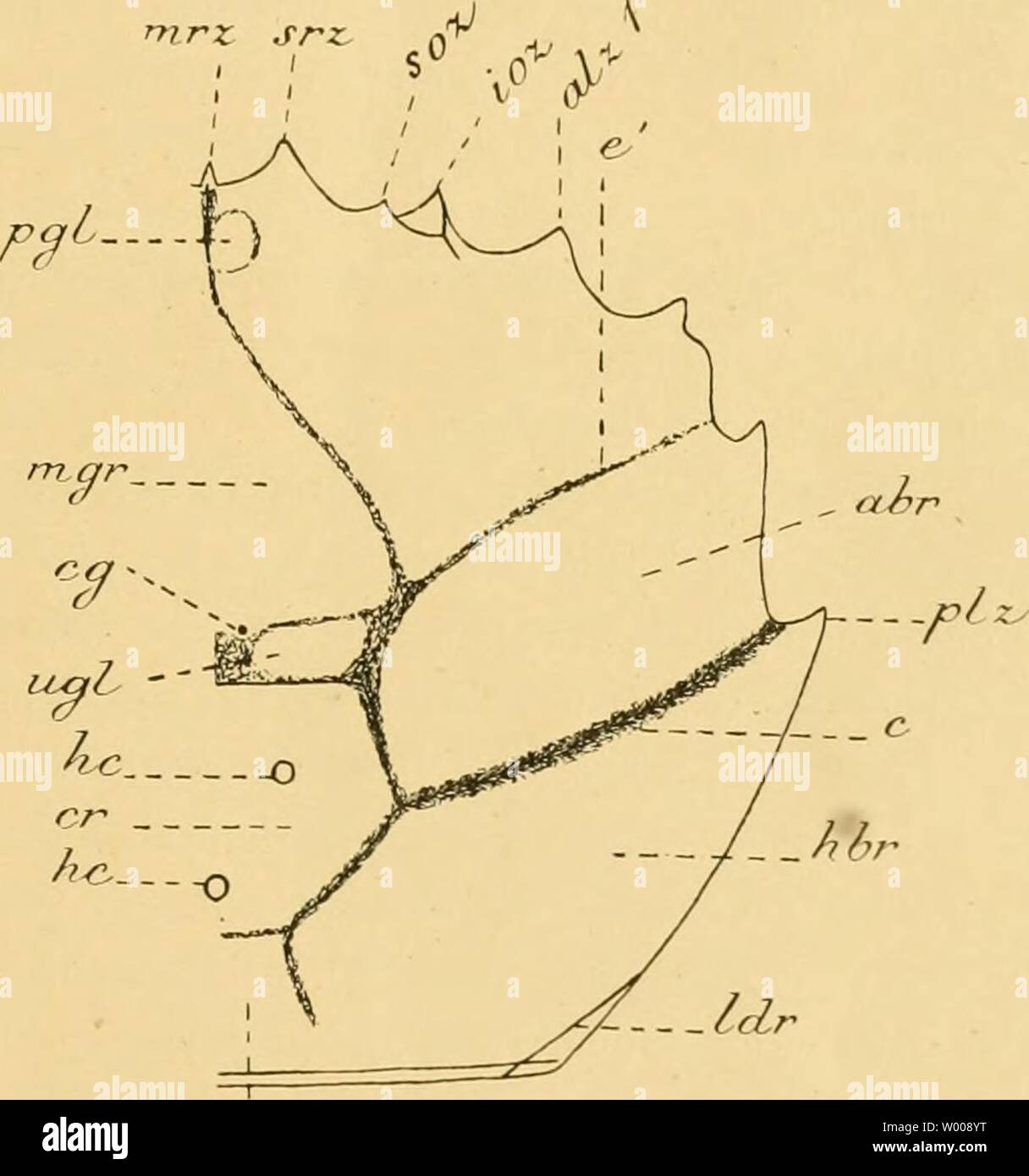 Archive image from page 16 of Die Decapoda Brachyura der Siboga ...